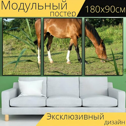 Модульный постер "Лошадь, пастбище, пейзаж" 180 x 90 см. для интерьера