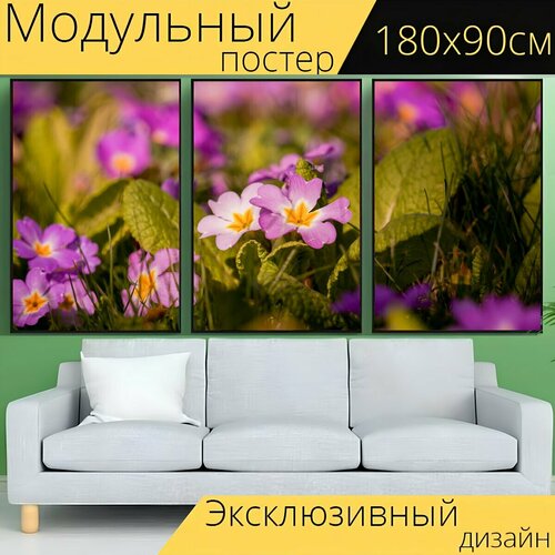 Модульный постер "Первоцвет, цветы, растения" 180 x 90 см. для интерьера