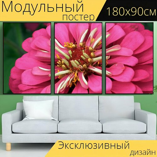 Модульный постер "Цинния, цветок, интерьер" 180 x 90 см. для интерьера