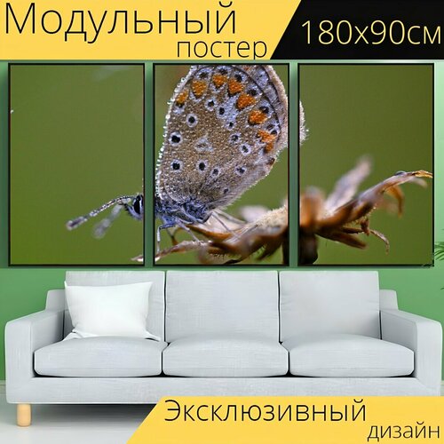 Модульный постер "Бабочка, голубоватый, утренняя роса" 180 x 90 см. для интерьера
