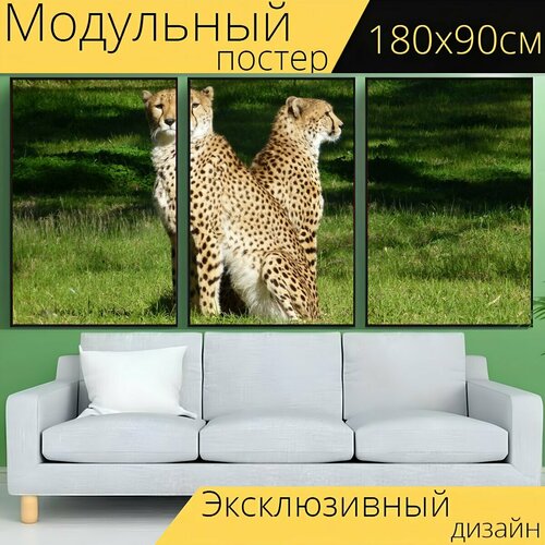 Модульный постер "Гепарды, большой кот, дикая природа" 180 x 90 см. для интерьера