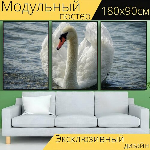 Модульный постер "Лебедь, немой лебедь, водоплавающая птица" 180 x 90 см. для интерьера
