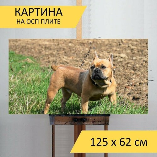 Картина на ОСП 125х62 см. "Французский бульдог, собака, сильный" горизонтальная, для интерьера, с креплениями