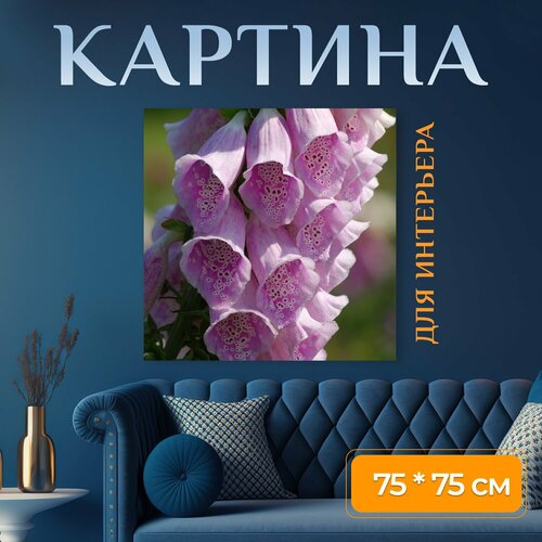 Картина на холсте "Наперстянка, цветок, летом" на подрамнике 75х75 см. для интерьера