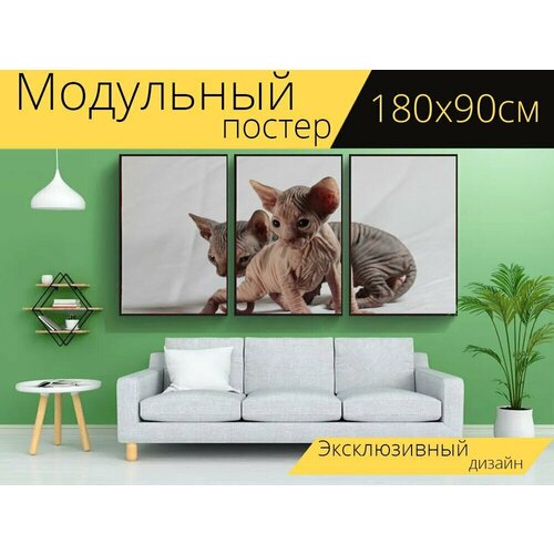 Модульный постер "Кошки, сфинкс, котята" 180 x 90 см. для интерьера