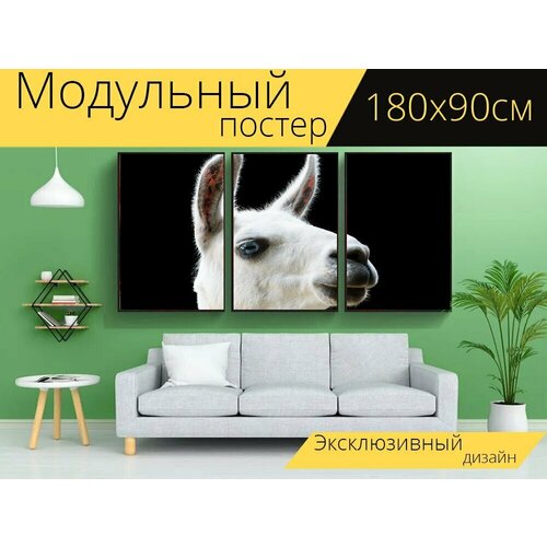 Модульный постер "Альпака, животное, домашний скот" 180 x 90 см. для интерьера