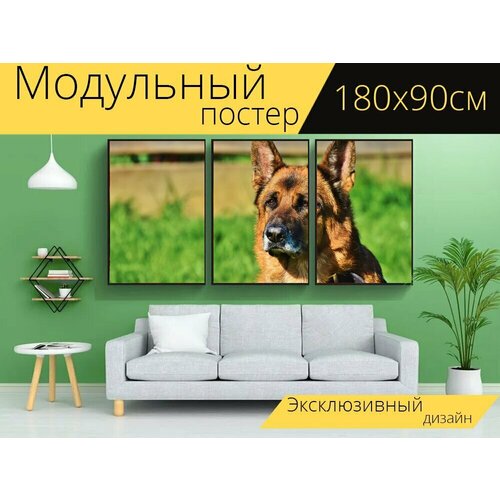 Модульный постер "Пастушья собака, сторожевая собака, собака" 180 x 90 см. для интерьера
