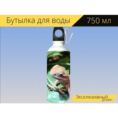 Бутылка фляга для воды "Ящерица, террариум, рептилия" 750 мл. с карабином и принтом