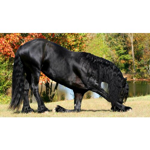Картина на холсте 60x110 LinxOne "Прекрасный черный конь" интерьерная для дома / на стену / на кухню / с подрамником