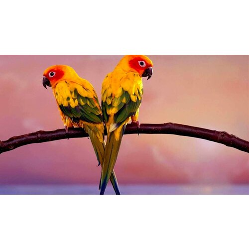 Картина на холсте 60x110 LinxOne "Попугаи пара ветка" интерьерная для дома / на стену / на кухню / с подрамником