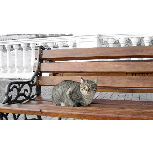 Картина на холсте 60x110 LinxOne "Кошка скамейка полосатый кошки" интерьерная для дома / на стену / на кухню / с подрамником