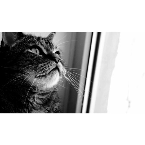 Картина на холсте 60x110 LinxOne "Кошка серый полосатый окно" интерьерная для дома / на стену / на кухню / с подрамником