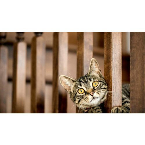 Картина на холсте 60x110 LinxOne "Кошка котёнок взгляд мордочка кот" интерьерная для дома / на стену / на кухню / с подрамником
