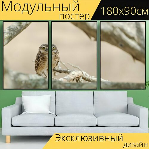 Модульный постер "Сова, птица, животное" 180 x 90 см. для интерьера