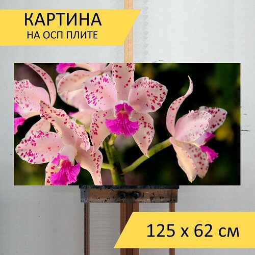 Картина на ОСП 125х62 см. "Орхидея, цвет розовый и белый, растения" горизонтальная, для интерьера, с креплениями