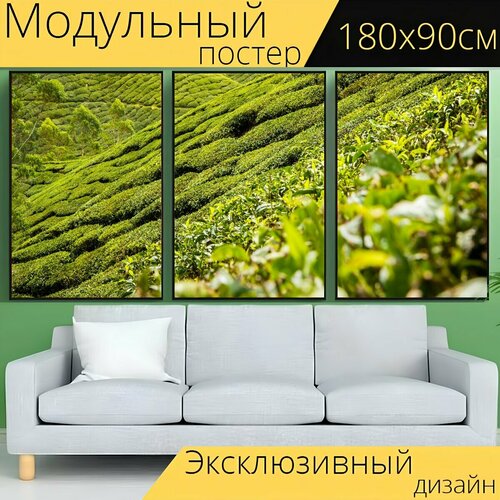 Модульный постер "Листья чая, чай, плантация" 180 x 90 см. для интерьера