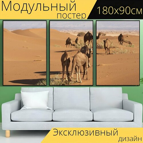 Модульный постер "Верблюд, сахара, пустыня" 180 x 90 см. для интерьера