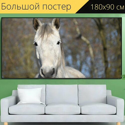 Большой постер "Лошадь, портрет животных, белая лошадь" 180 x 90 см. для интерьера