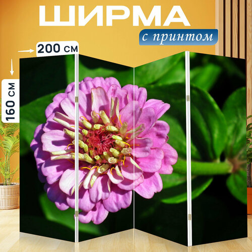Ширма перегородка с принтом "Цинния, цветок, розовый" на холсте - 200x160 см. для зонирования, раскладная
