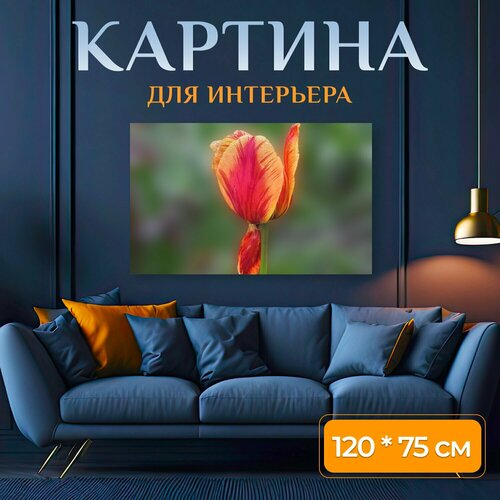 Картина на холсте "Тюльпан, цвести, капля воды" на подрамнике 120х75 см. для интерьера