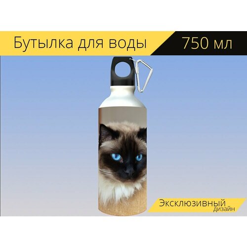 Бутылка фляга для воды "Кошка, бирма, домашний питомец" 750 мл. с карабином и принтом