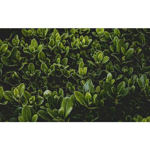 Картина на холсте 60x110 LinxOne "Трава, листья, куст, фокус" интерьерная для дома / на стену / на кухню / с подрамником