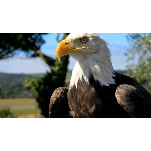 Картина на холсте 110x60 LinxOne "Bald eagle природа перья клюв" интерьерная для дома / на стену / на кухню / с подрамником