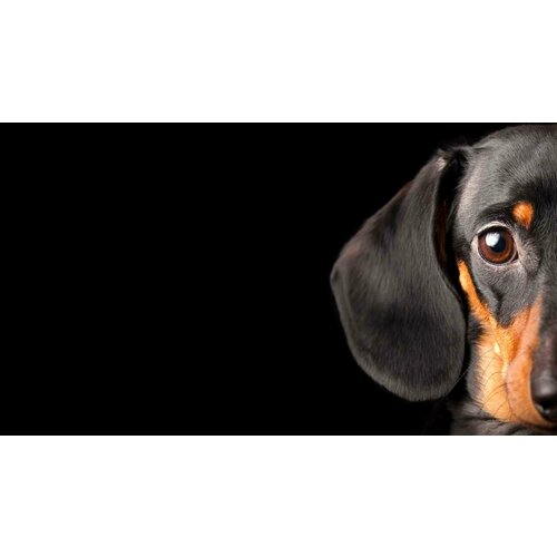 Картина на холсте 60x110 LinxOne "Чёрный фон собака такса" интерьерная для дома / на стену / на кухню / с подрамником