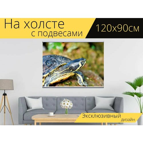 Картина на холсте "Воды черепаха, черепаха, рептилия" с подвесами 120х90 см. для интерьера