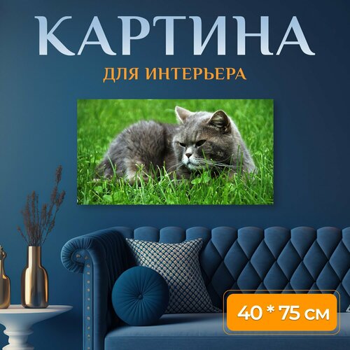 Картина на холсте "Кот, британский, синий" на подрамнике 75х40 см. для интерьера