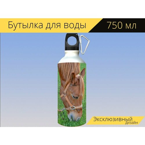 Бутылка фляга для воды "Лошадь, лошади едят травы, лошадь травоядное" 750 мл. с карабином и принтом