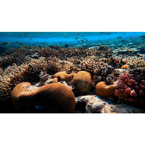 Картина на холсте 60x110 LinxOne "Кораллы водоросли подводный мир" интерьерная для дома / на стену / на кухню / с подрамником