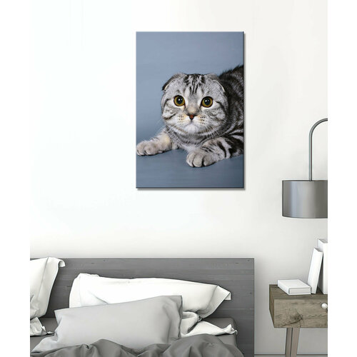 Картина - кошка, шотландская вислоухая кошка, домашняя кошка, ласковая кошка, кот (241) 50х70