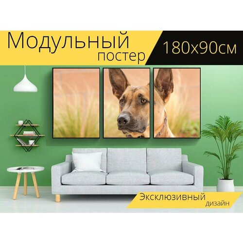 Модульный постер "Малинуа, собака, бельгийский малинуа" 180 x 90 см. для интерьера