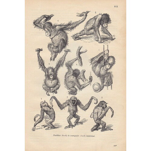 Плакат, постер на бумаге человекообразные обезьяны шимпанзе/зарисовки обезьян/тип2/иллюстрация. Размер 30 х 42 см