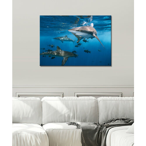 Картина - Акула, синяя акула, акула в море, акула в океане (4) 50х70