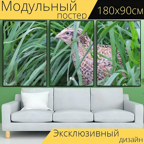 Модульный постер "Перепел, домашняя птица, животное" 180 x 90 см. для интерьера