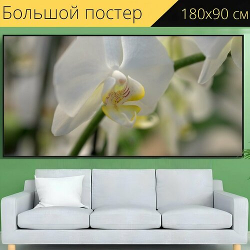 Большой постер "Орхидея, цветок, цвести" 180 x 90 см. для интерьера