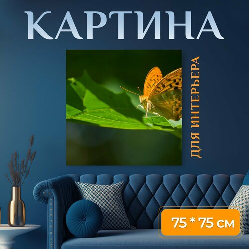 Картина на холсте "Императорское пальто, бабочка, насекомое" на подрамнике 75х75 см. для интерьера