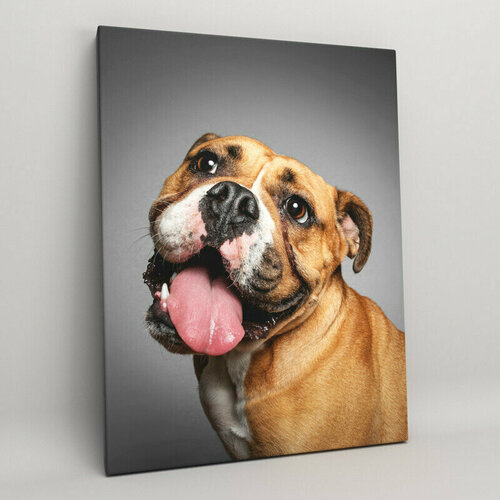 Картина на холсте (интерьерный постер) "Собаки - английский бульдог", с деревянным подрамником, размер 30x40 см