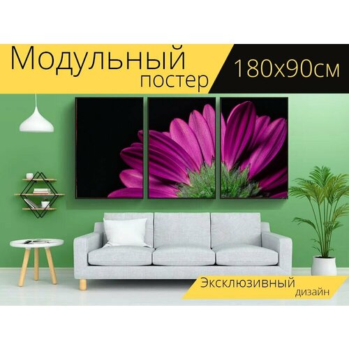 Модульный постер "Астра, цветок, лепестки" 180 x 90 см. для интерьера