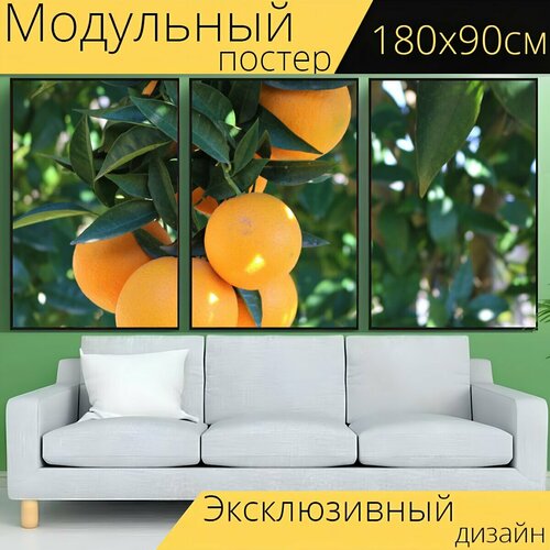 Модульный постер "Апельсин, цитрусовые, яффо оранжевый" 180 x 90 см. для интерьера