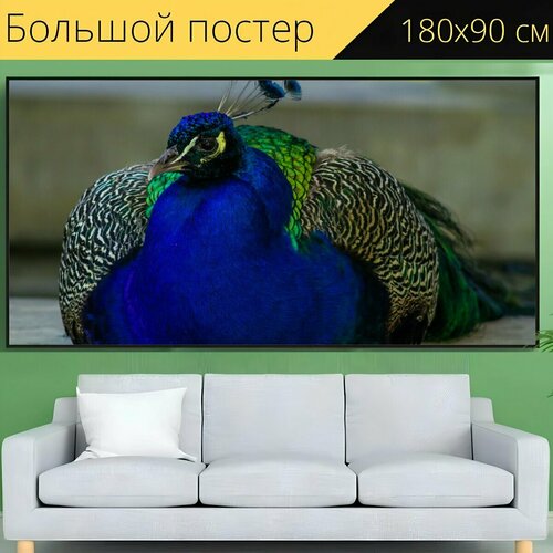 Большой постер "Павлин, птица, синий" 180 x 90 см. для интерьера