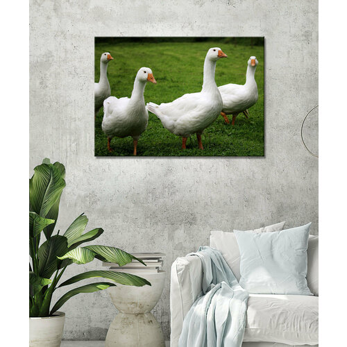 Картина - Гуси, гусь домашняя птица, белые гуси (16) 60х80