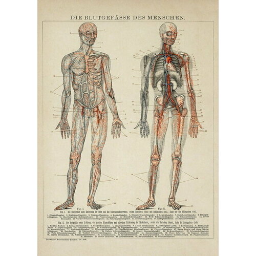 Плакат, постер на бумаге анатомический атлас человека. Кровеносная система. Размер 21 х 30 см
