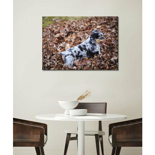 Картина - Австралийская овчарка, аусси, аусси собака, овчарка аусси, аусси шерсть, аусси мордочка, забавный аусси щенок, аусси щеночек (60) 30х40