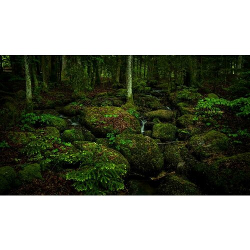 Картина на холсте 60x110 Альянс Лес "Камни мох деревья лес" на подрамнике / интерьер/ декор