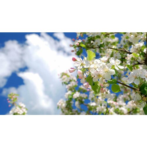 Картина на холсте 60x110 Альянс Лес "Весна яблоня дерево облака" на подрамнике / интерьер/ декор