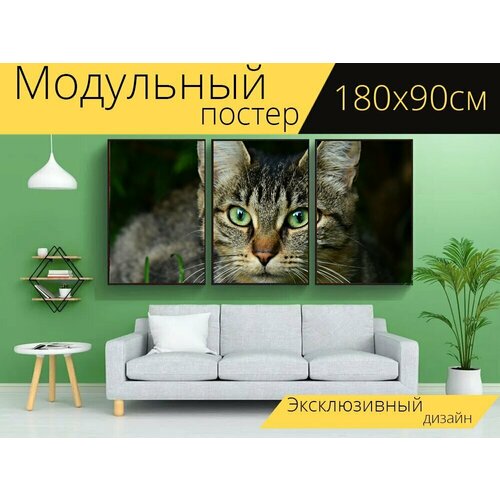 Модульный постер "Кошка, животное, млекопитающее" 180 x 90 см. для интерьера