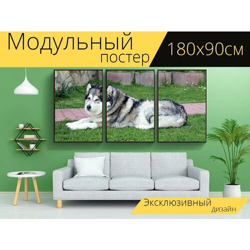 Модульный постер "Аляскинский маламут, маламут, собака" 180 x 90 см. для интерьера
